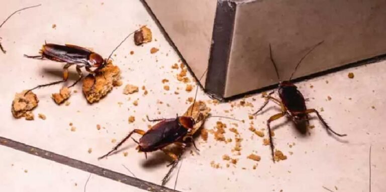 8 Types of Roaches and How to Tell Them Apart